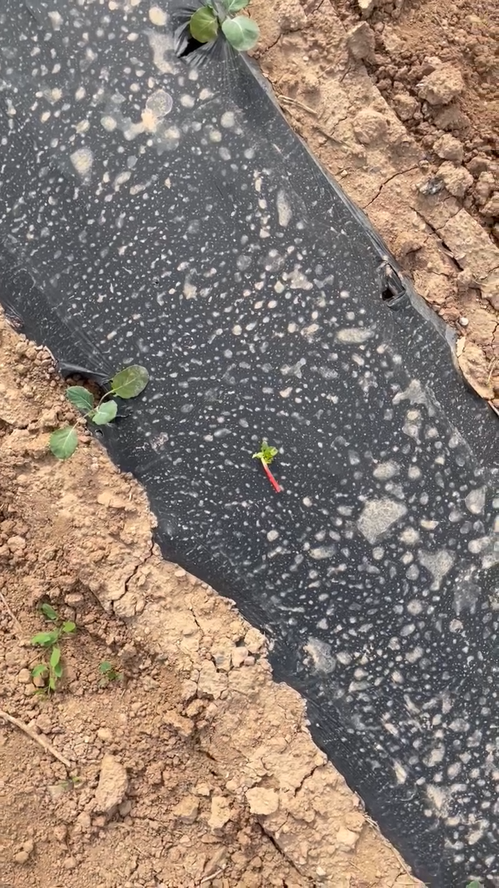 Broccoli_stage_1 Object Detection Dataset and Pre-Trained Model by Broccoli40stage1