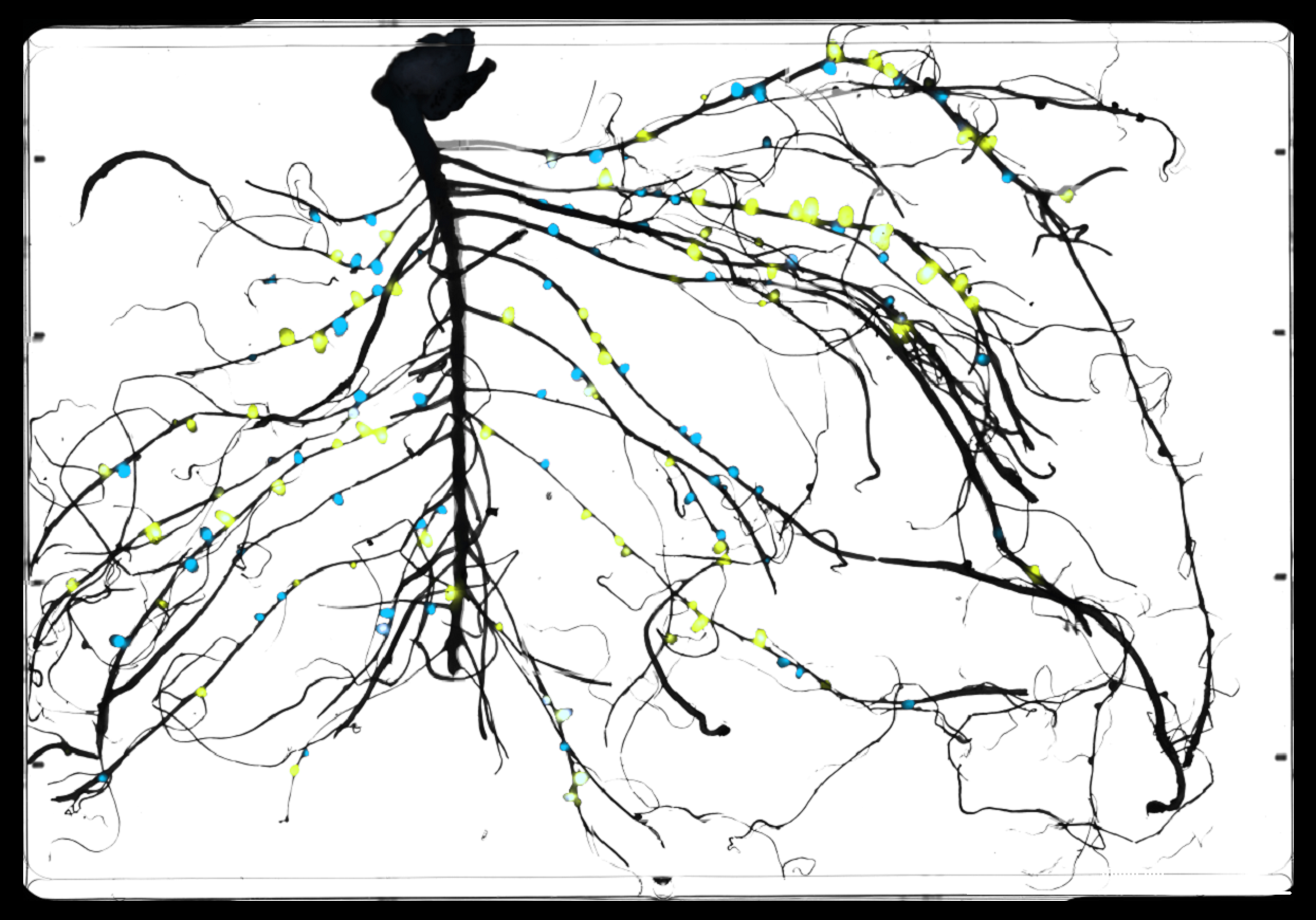 MRSN-points Keypoint Detection Dataset by MA