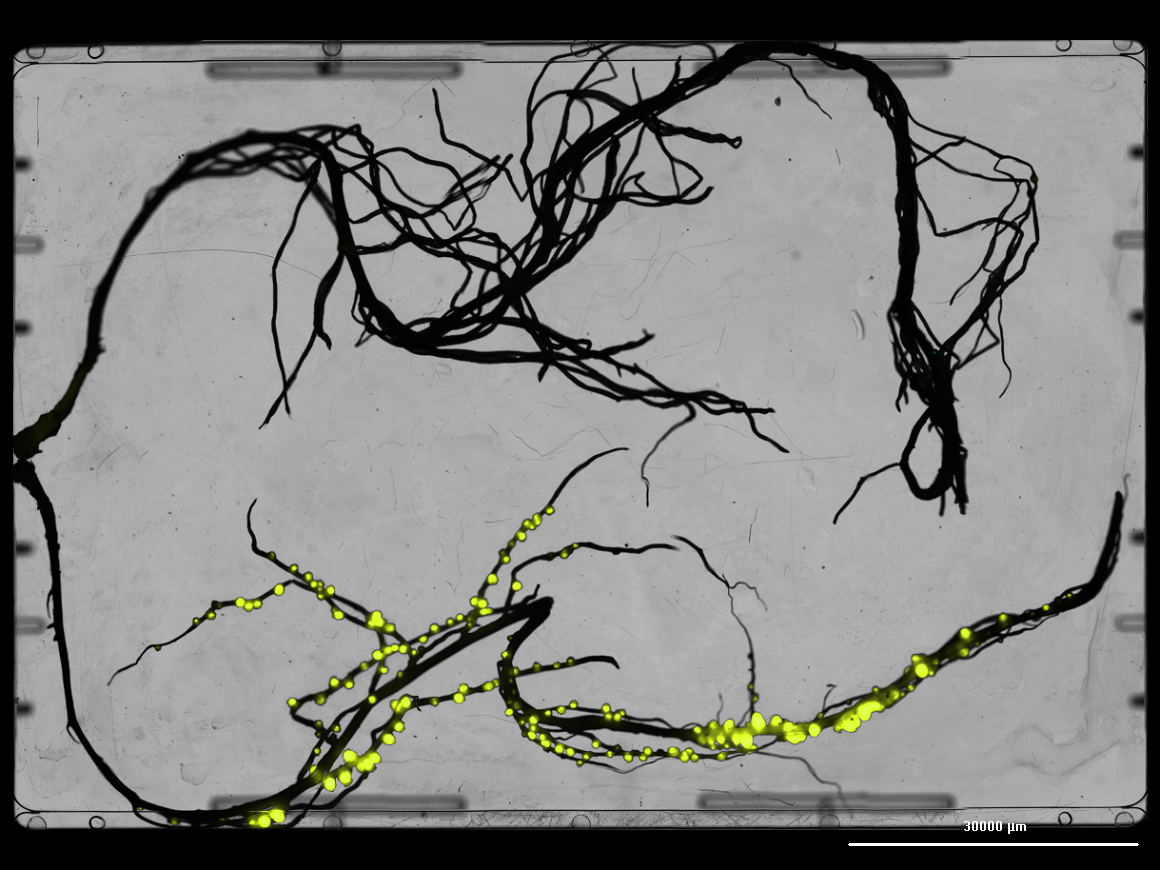 MRSN-points Keypoint Detection Dataset by MA