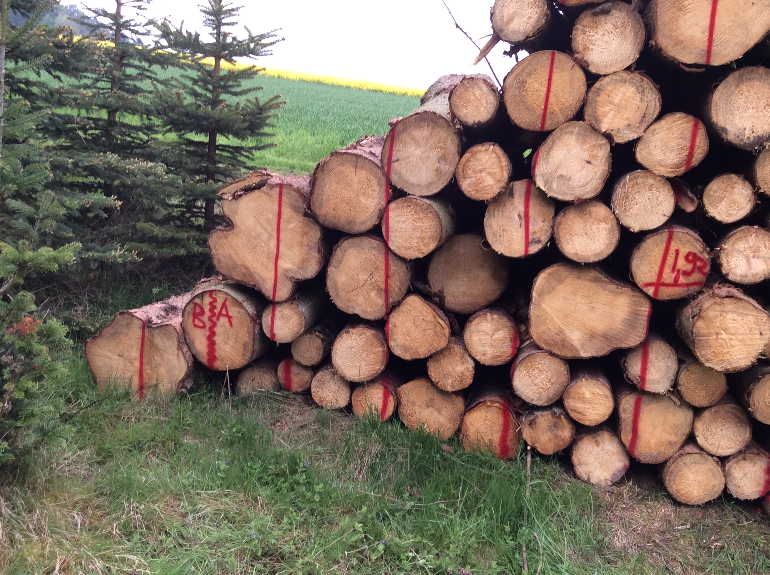 Wood Log Counting Object Detection Dataset and Pre-Trained Model by My Workspace