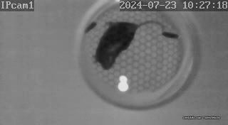 pellet 2 Instance Segmentation Dataset by pellet