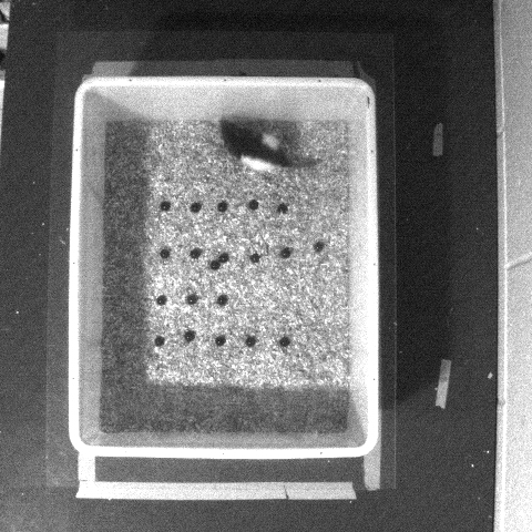 rat marbles Instance Segmentation Dataset and Pre-Trained Model by ...