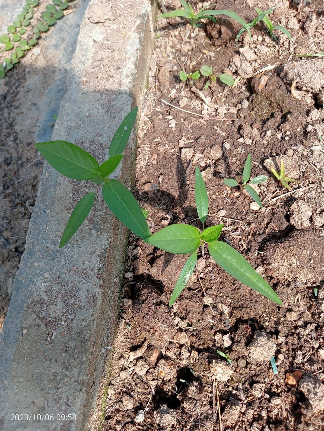 detect_weed_week1 Instance Segmentation Model by panya