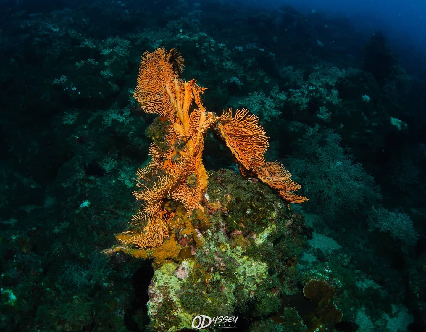 v7 Object Detection Dataset by taiwan uiversity