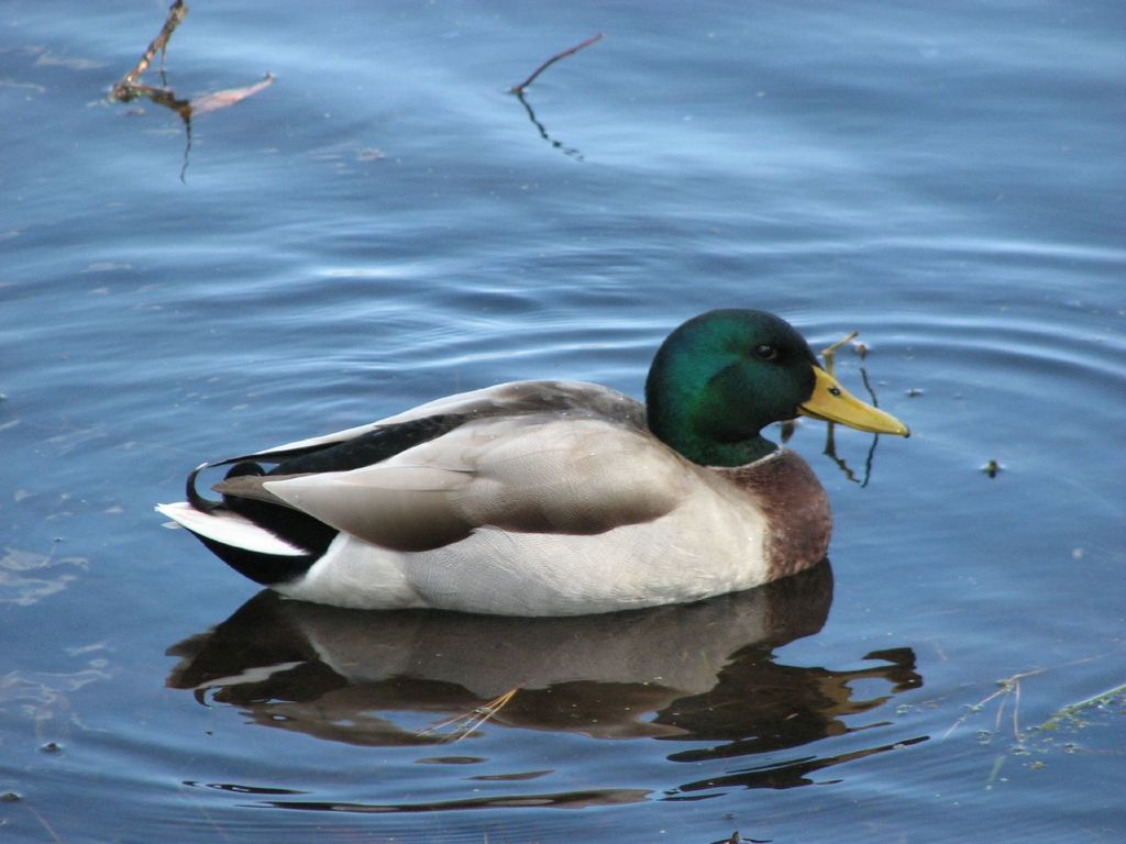 Ducks Instance Segmentation Dataset by ELTE