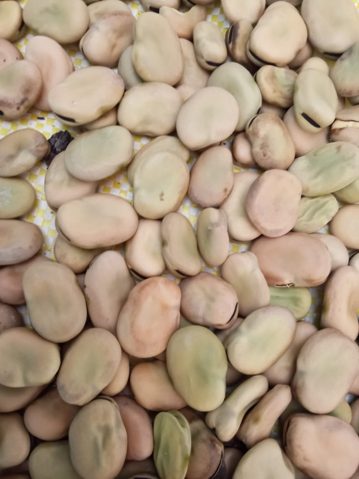 Broad Beans Object Detection Model by Shunah