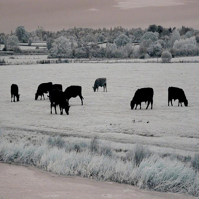 Cow Detection Object Detection Dataset And Pre Trained Model By Object