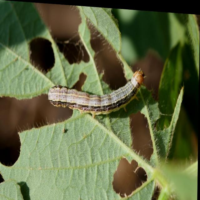 Army Worm Object Detection Dataset by Myworkspace