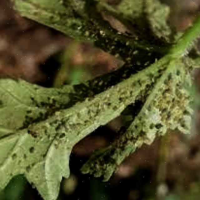 Aphids Object Detection Dataset by Myworkspace