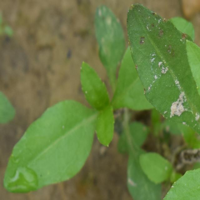 cotton weed Object Detection Dataset by Myworkspace