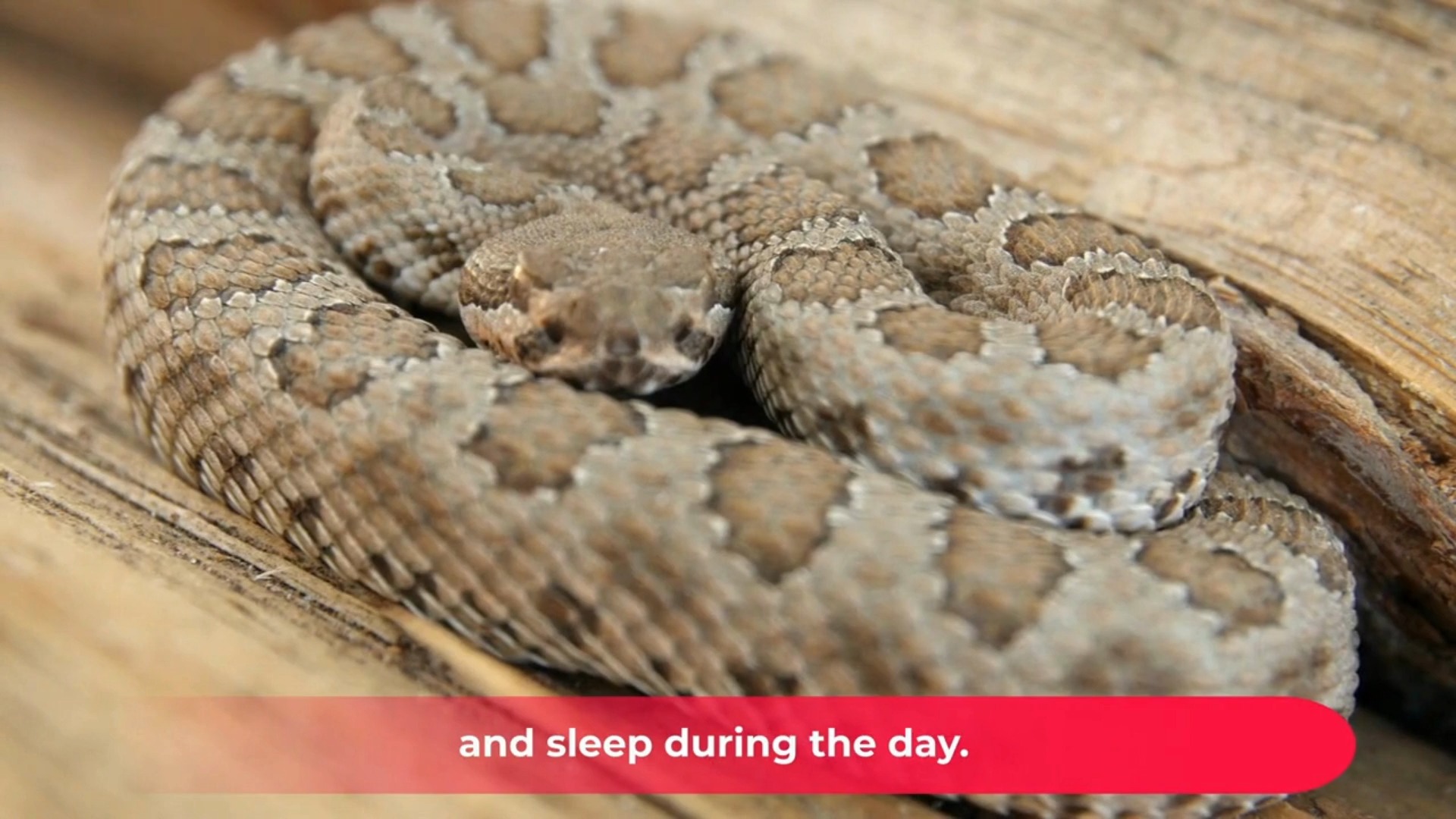 Detection of Desert Animals Object Detection Dataset by SAYANTAN DAM