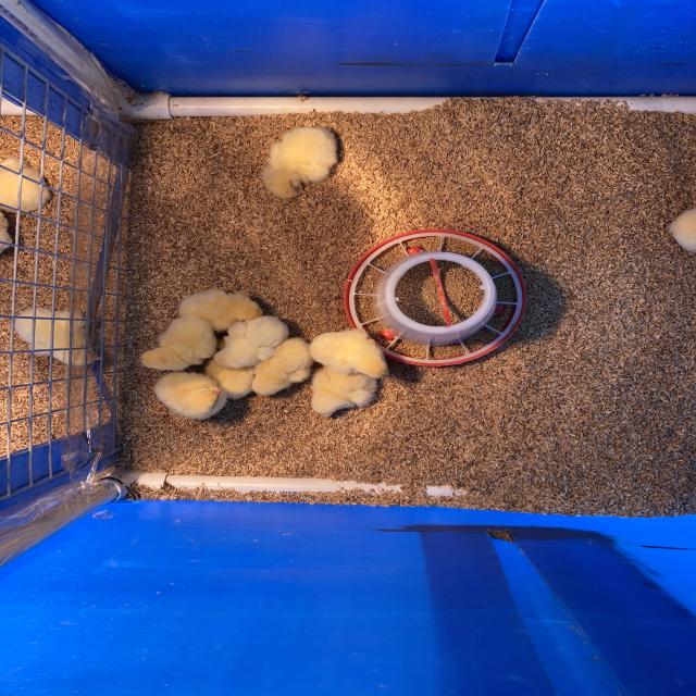Chicken Merge Object Detection Dataset By Yolov52023
