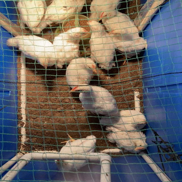 Chicken Object Detection Dataset and Pre-Trained Model by Yolov52023