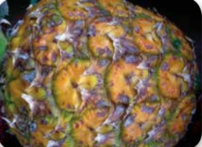 Pineapple Rind Defect Detection Object Detection Model by Cotton