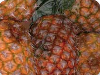 Cotton (cotton-9vajr) - Roboflow Universe