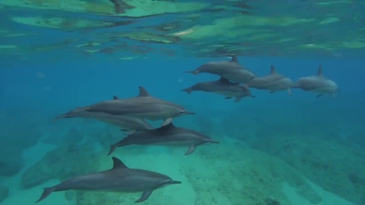 Dolphin Object Detection Dataset by Parvej Hosen