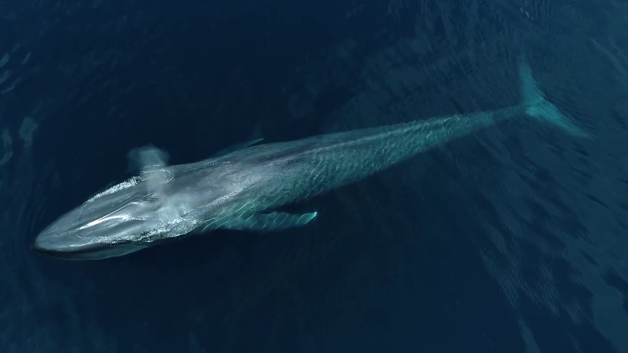 whale Object Detection Dataset by Parvej Hosen