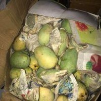 Mango detection (mango-detection-wqiks) - Roboflow Universe