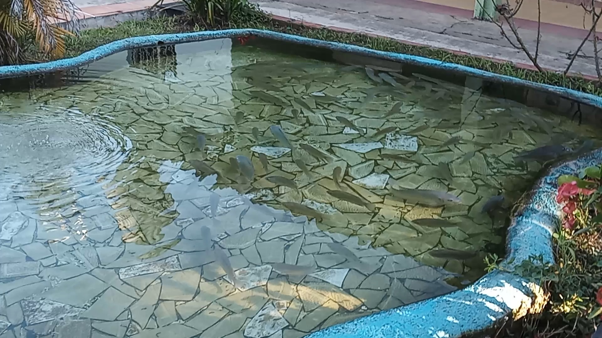 Danny Proyecto Object Detection Dataset By Conteo De Peces