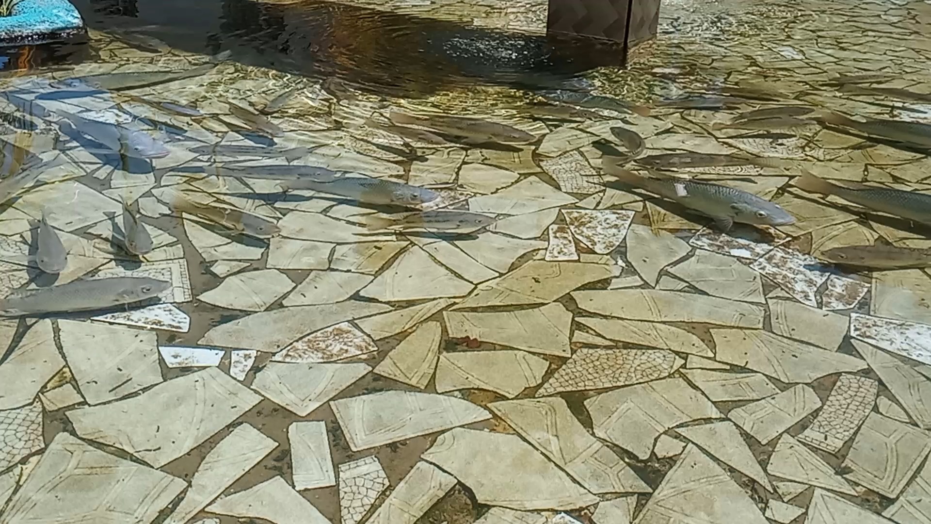 Etiquetas Object Detection Dataset And Pre Trained Model By Conteo De Peces