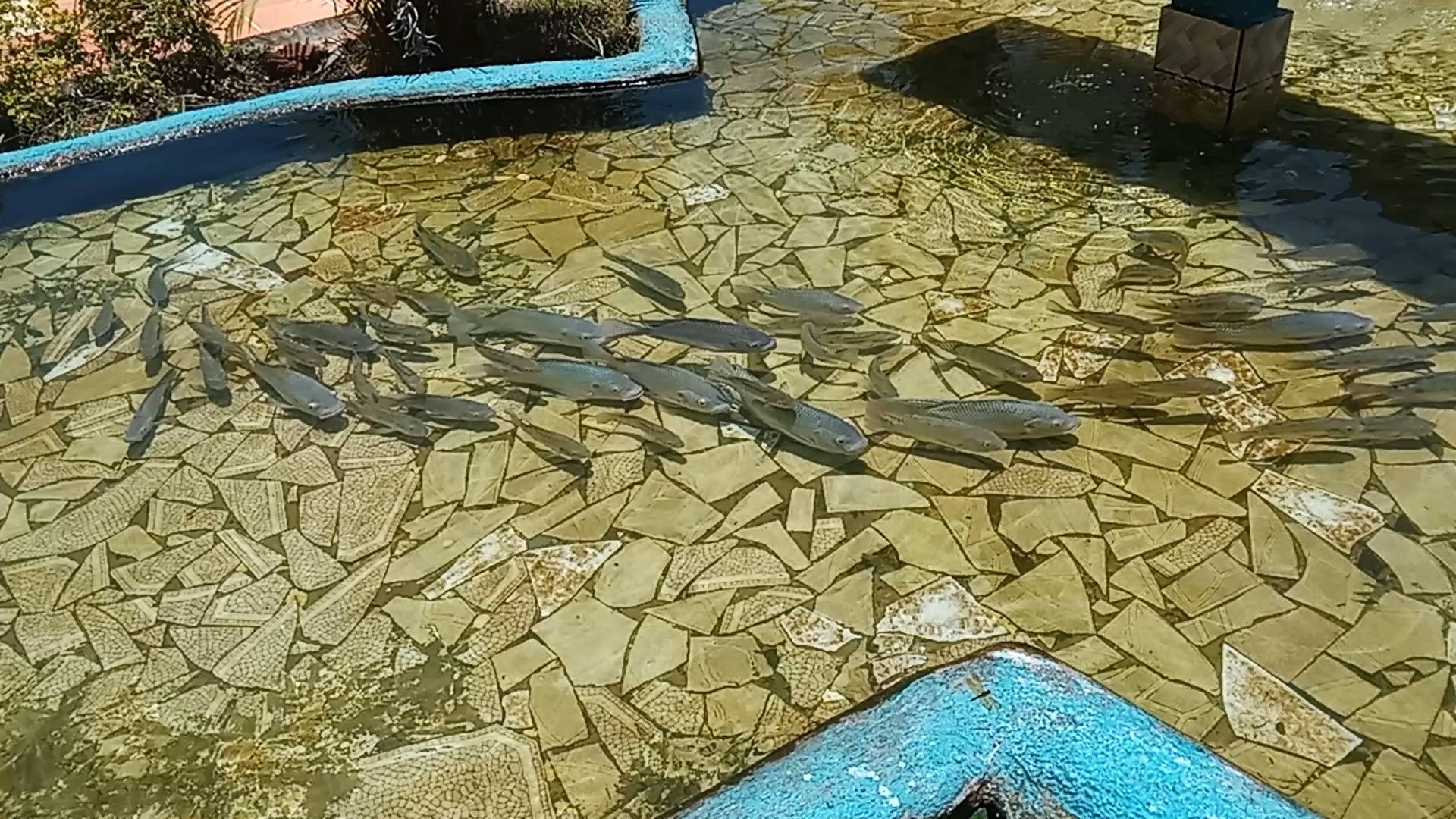 How To Use The Proyecto Nemo2 Object Detection Api