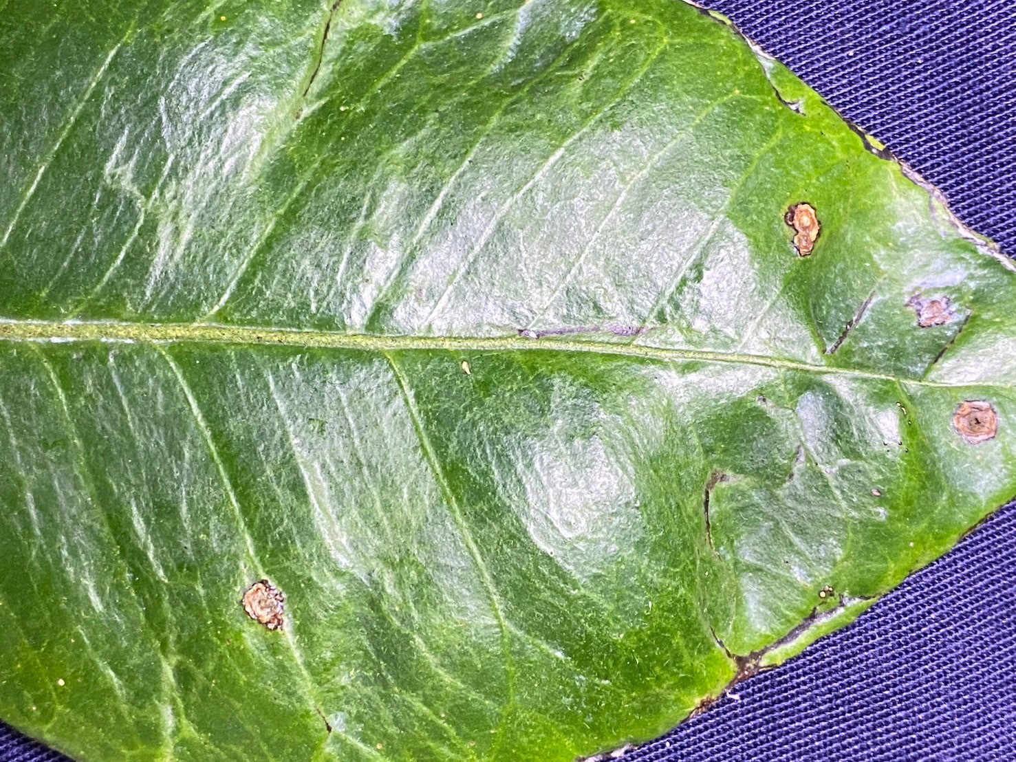 Tubtim Siam Object Detection Dataset And Pre Trained Model By Pomelo