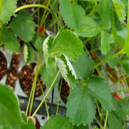 strawberry Classification Dataset by pcb