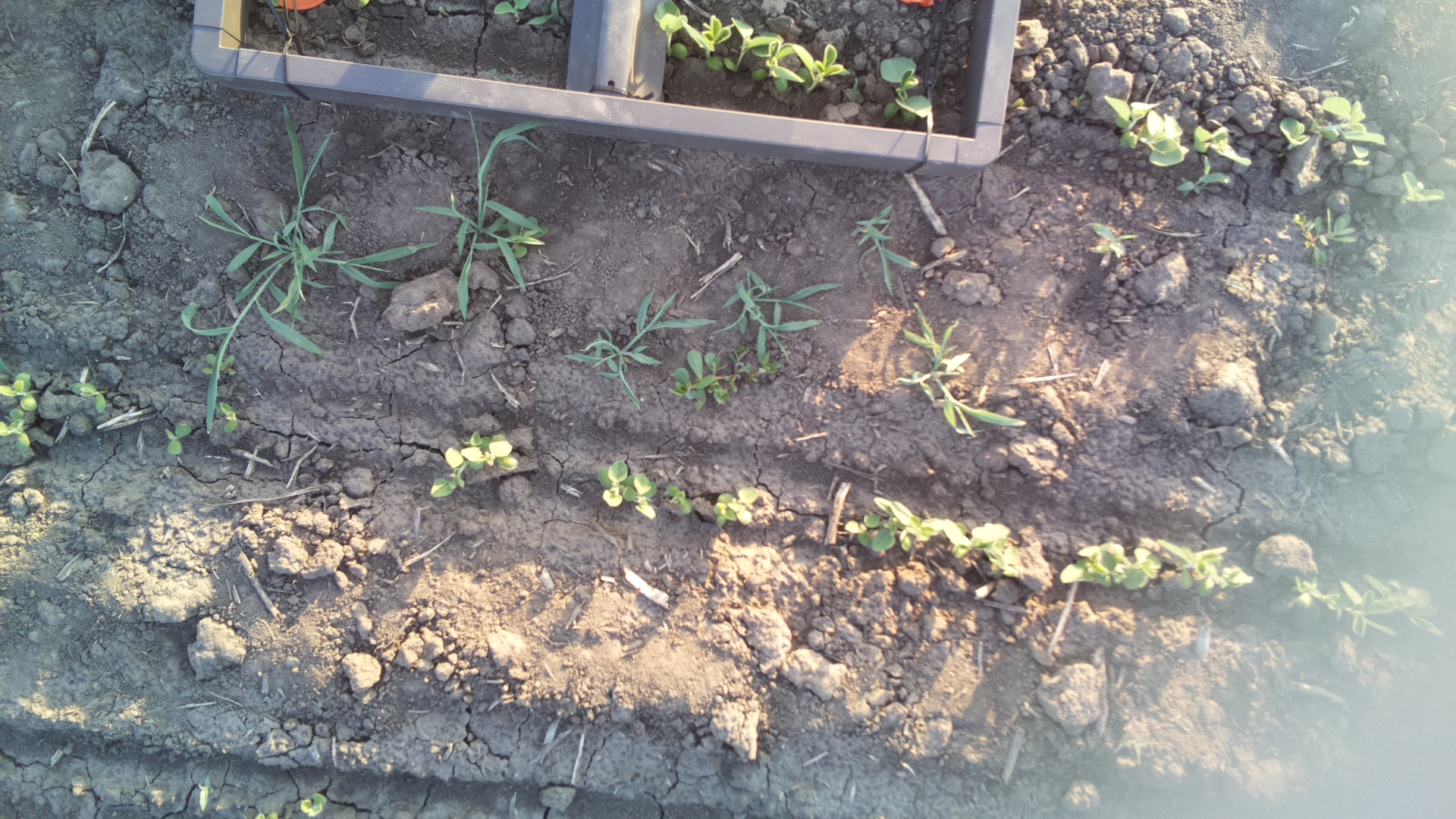 weed Object Detection Dataset by pestdetect