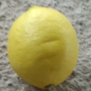 lemon-quality Object Detection Dataset by SerMagnus