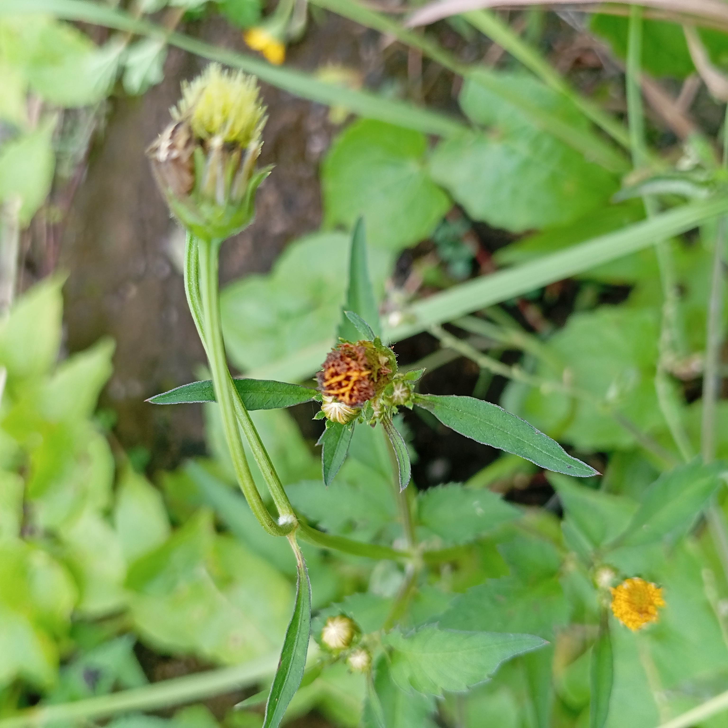 How to Use the Weeds Detection Object Detection API