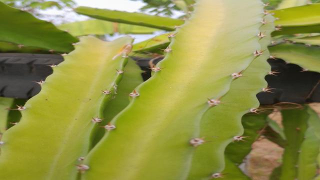 common dragon fruit stem disease Classification Dataset and Pre-Trained ...