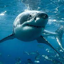 Shark Detection Object Detection Model by Final Aprendizaje de Mquinas