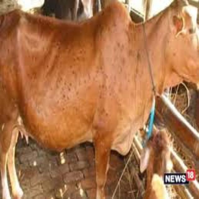 cattle Object Detection Dataset by ernestbnd