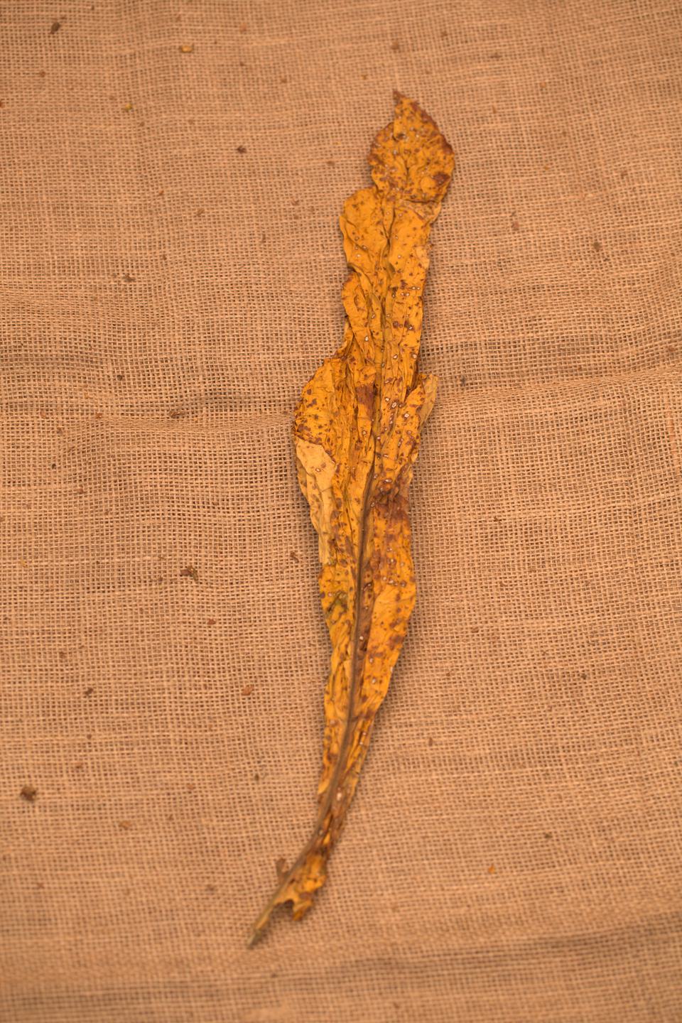 Tobacco Classification Dataset By Tobacco