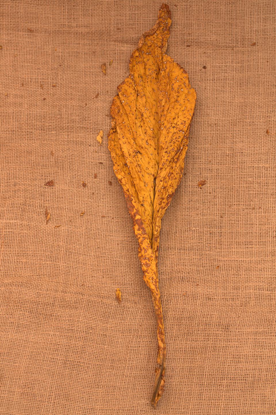 Tobacco Classification Model by Tobacco