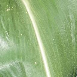 Maize leaf disease detection Object Detection Dataset and Pre-Trained ...