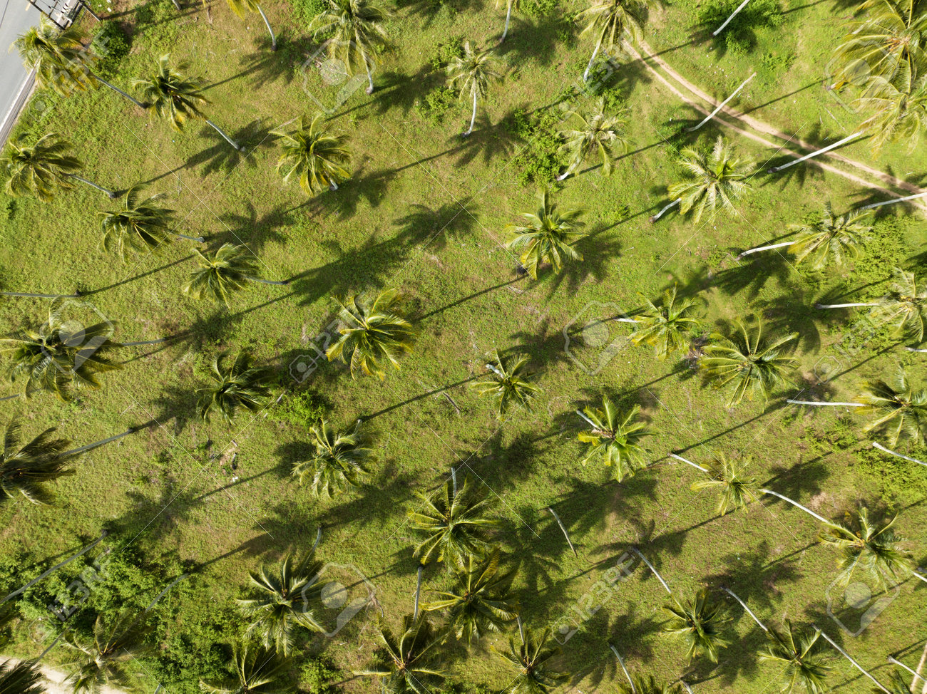 Treecounting - Roboflow Universe