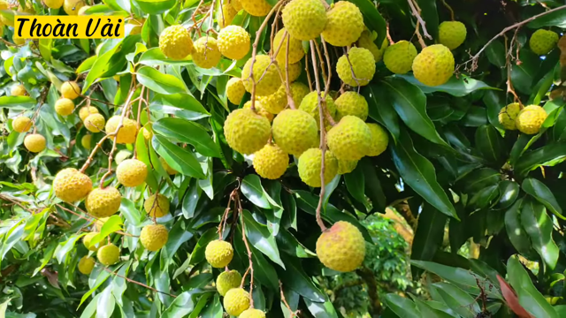 Lychee Object Detection Dataset by CV