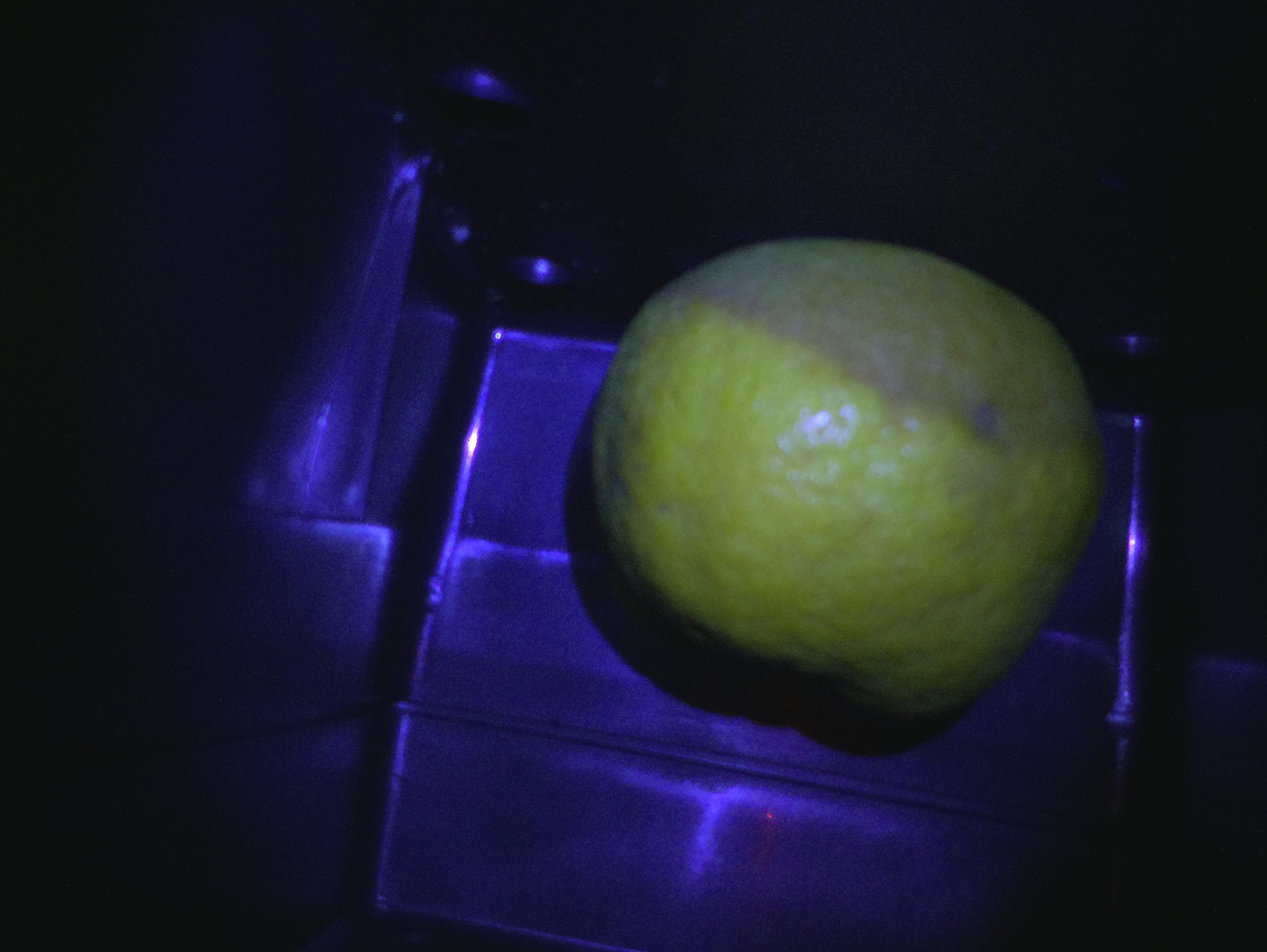 orange Classification Model by OrangeDamageDetection