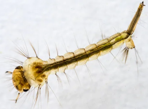 Dataset Training Object Detection Model By Mosquitolarvaedataset