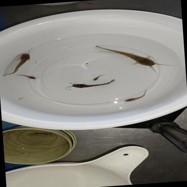 instance-balanced Instance Segmentation Dataset by Dataset