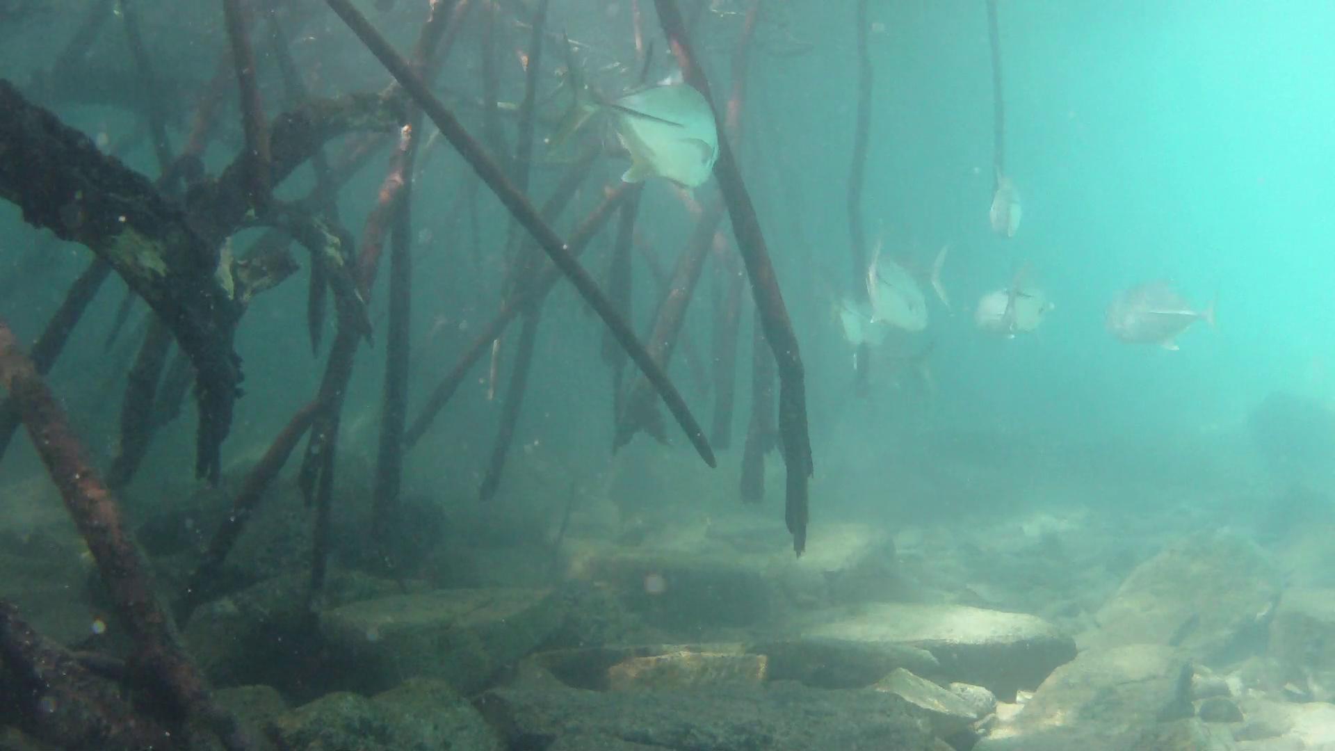 Fish Detection Object Detection Model by Fish Dataset