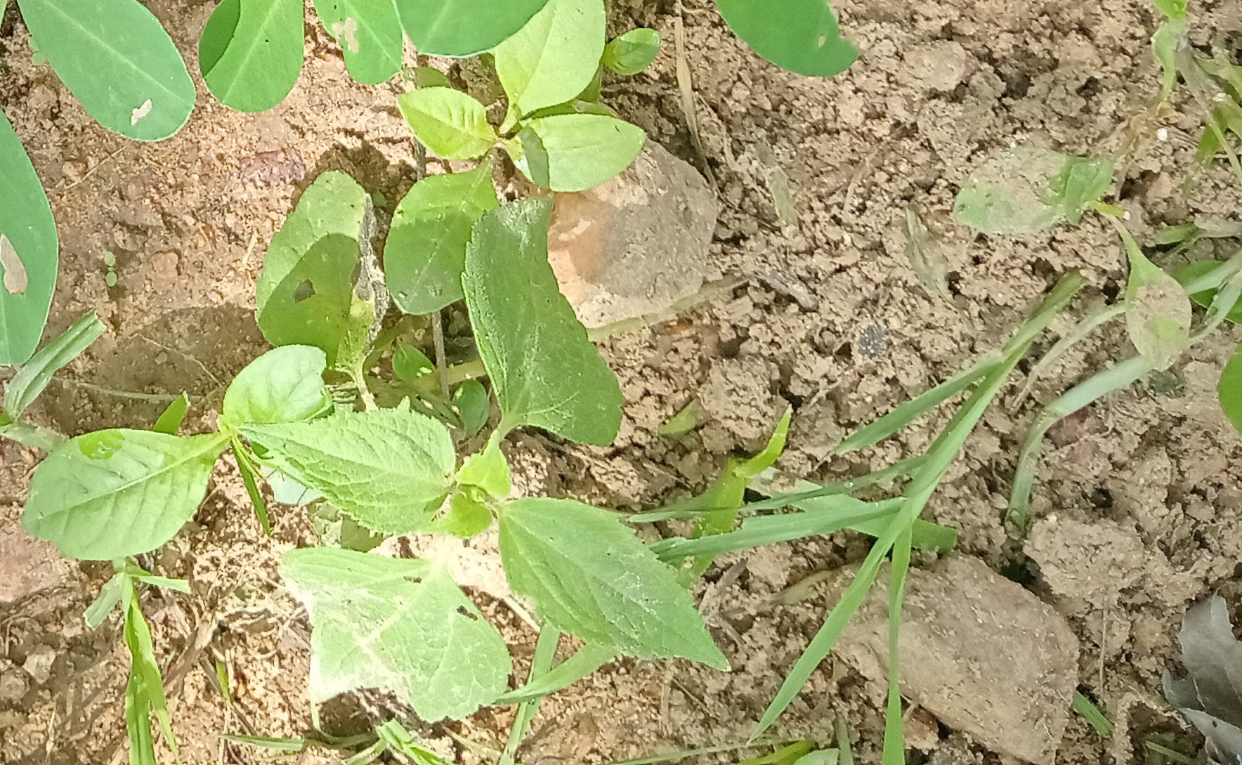 WEED_DETECTION_Gal Object Detection Dataset by Radhika