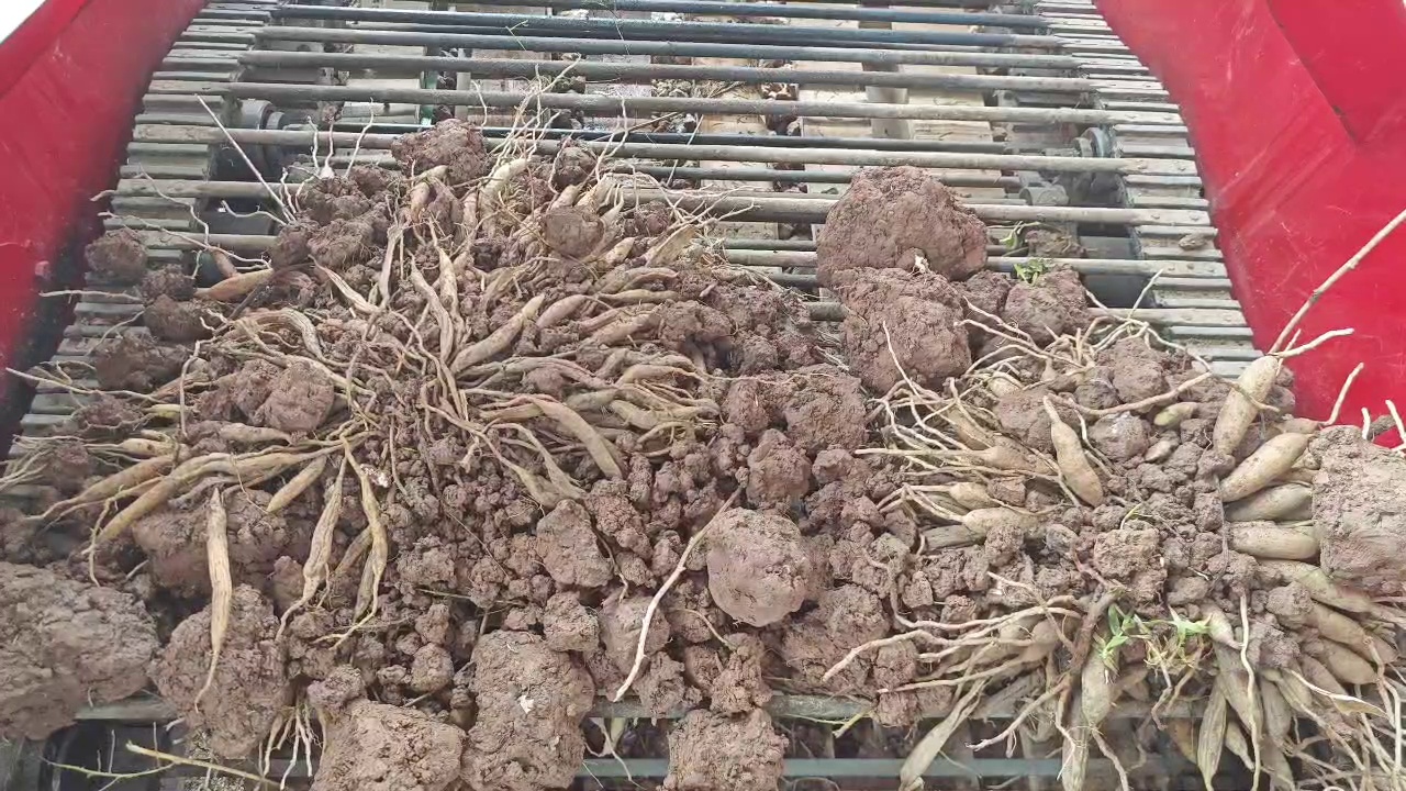 tiandong Classification Model by project-0r4ky