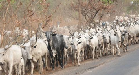 rpi-cows Object Detection Dataset and Pre-Trained Model by Project