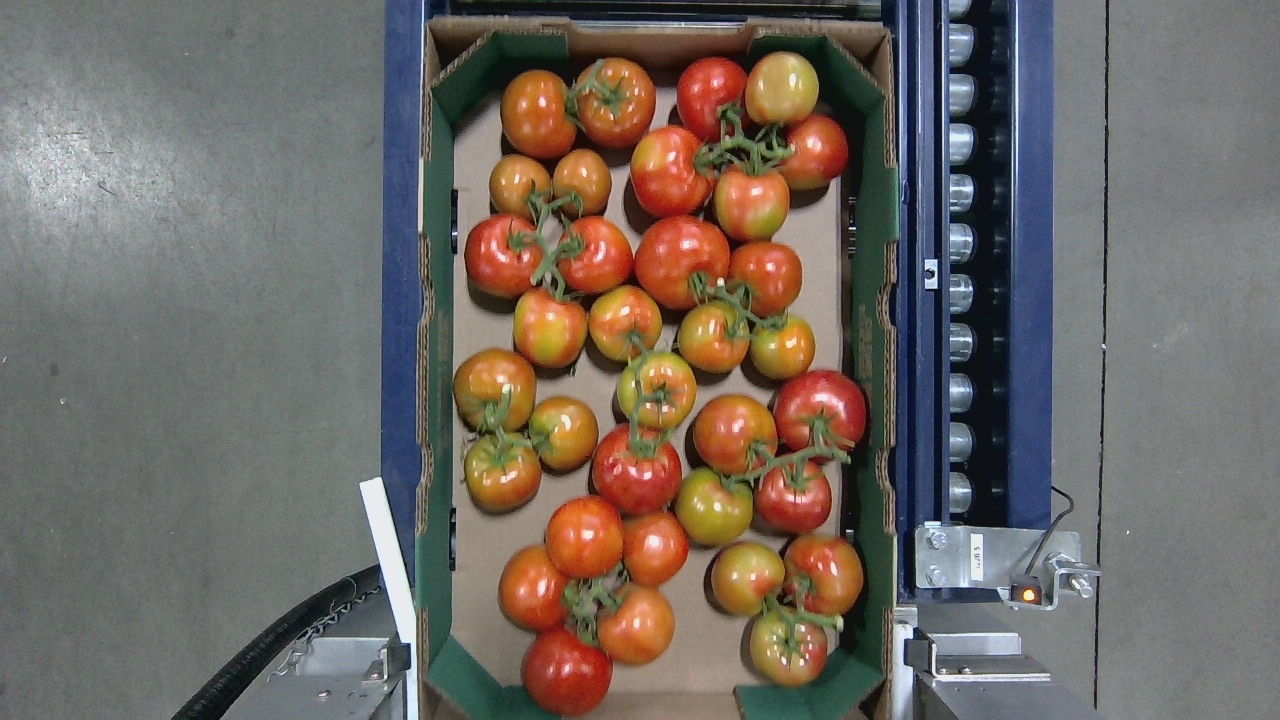 Tomato Vision System Instance Segmentation Model by EternalVision