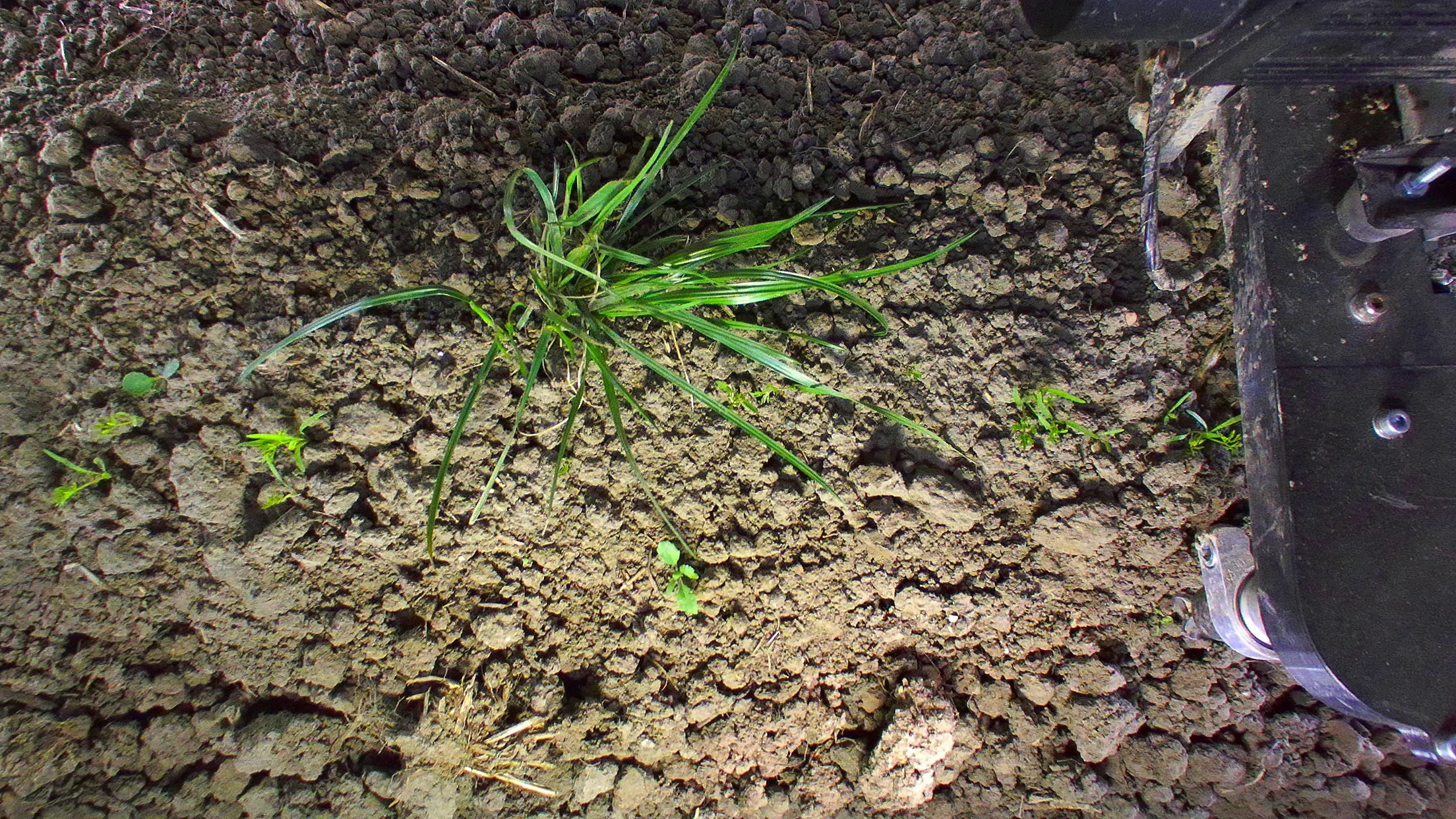 Weed classification Instance Segmentation Dataset and Pre-Trained Model by MLVision