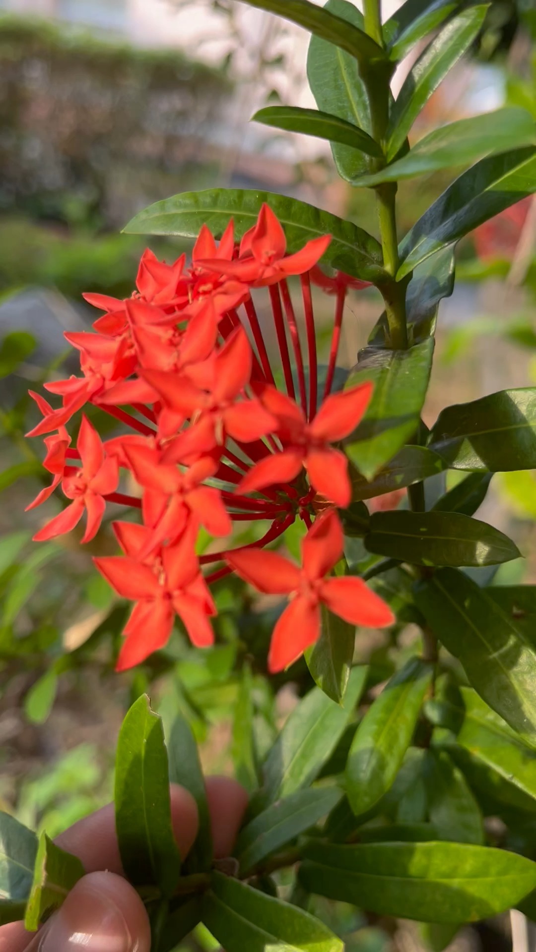 Flower Object Detection Dataset and Pre-Trained Model by Aom