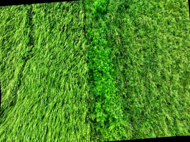 weed Object Detection Dataset by jeho