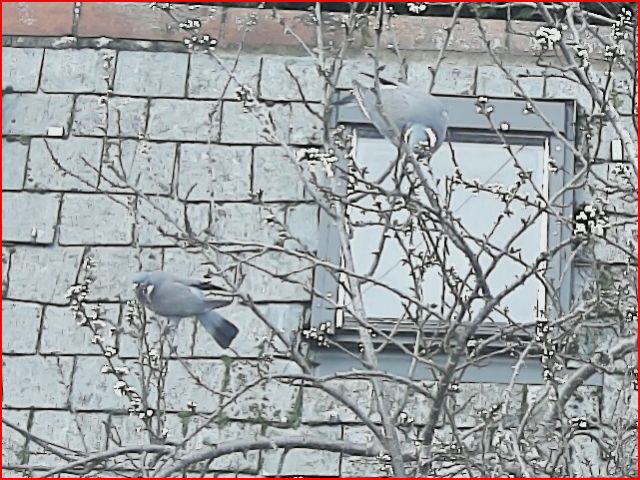 Pigeon detection Object Detection Dataset by detection